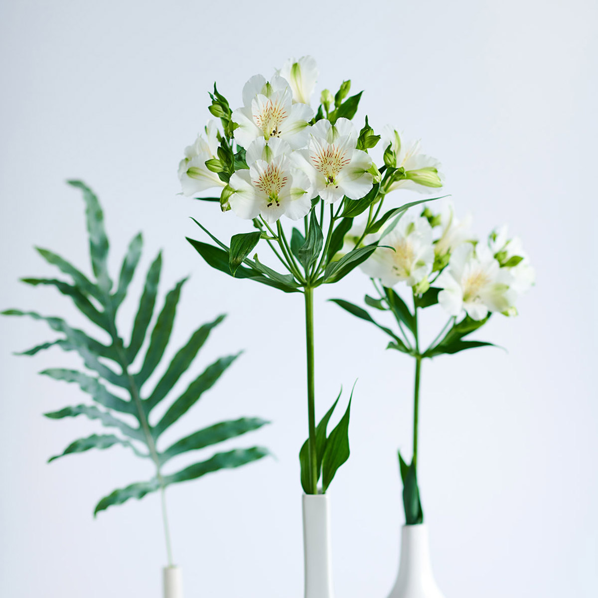 Alstroemeria Mistral