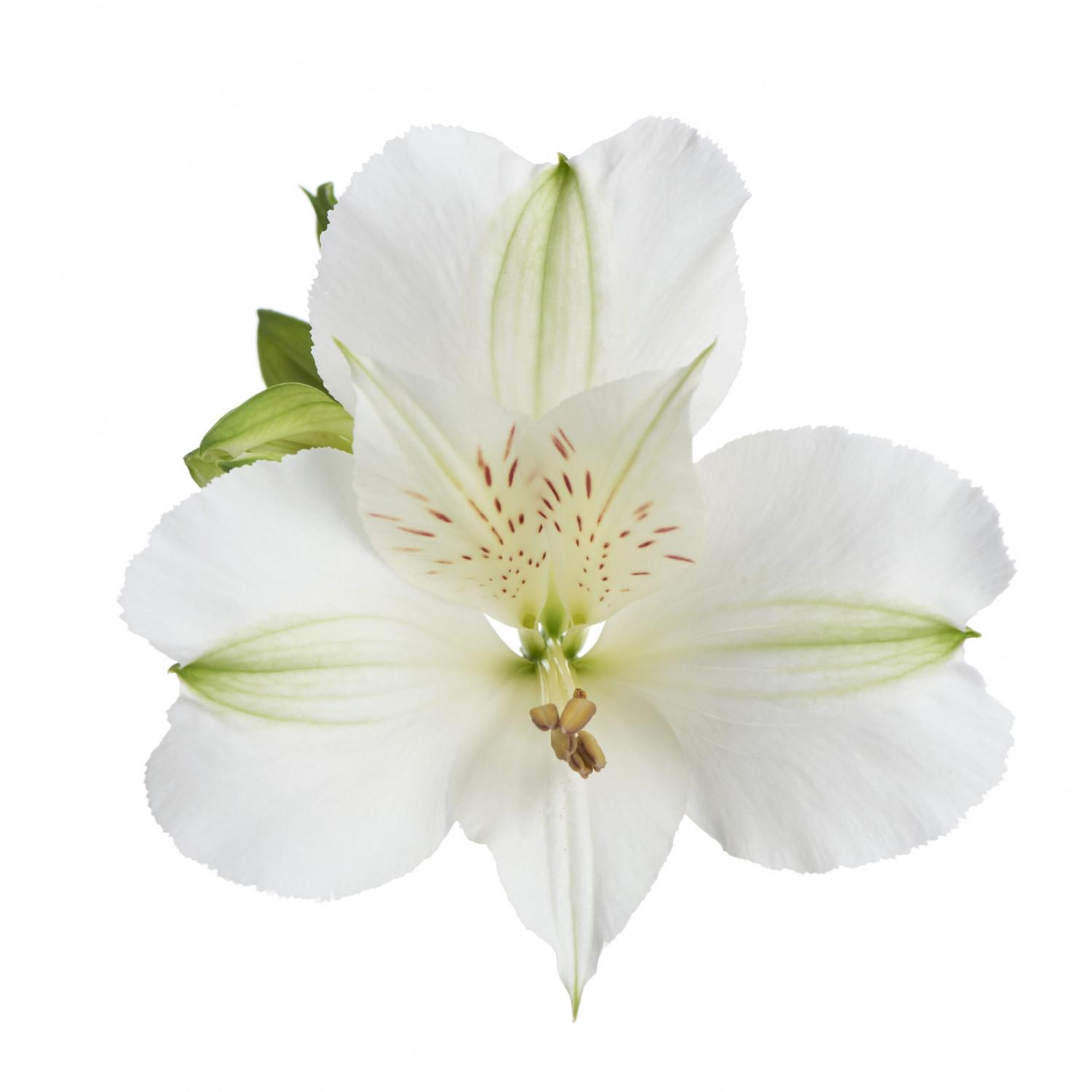 Alstroemeria Mistral