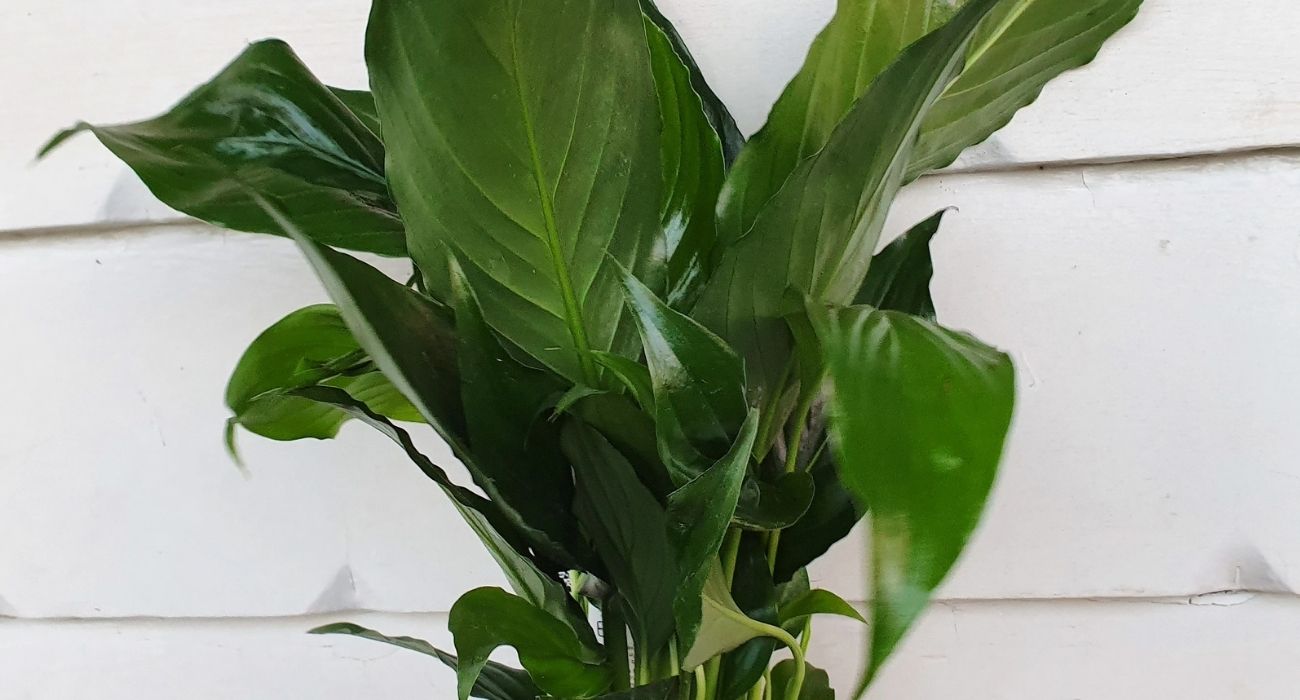 Spathiphyllum Sweet Chico