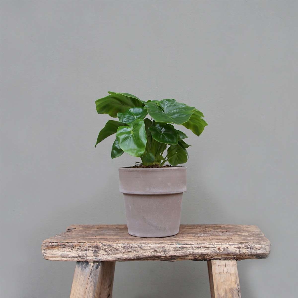 Philodendron Atom | Product Featured on Thursd.com