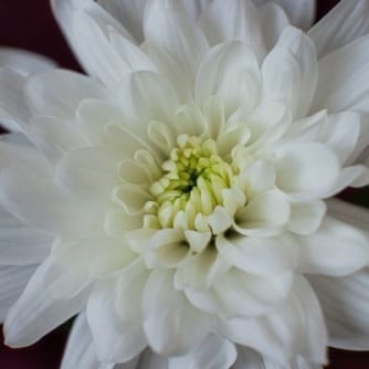 Chrysanthemum Baltica - Product on Thursd