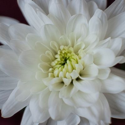 Chrysanthemum Baltica