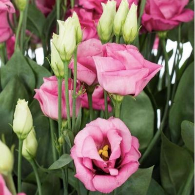 Lisianthus Rosita Pink