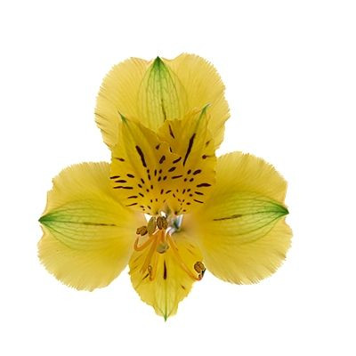 Alstroemeria Prestige - Product on Thursd