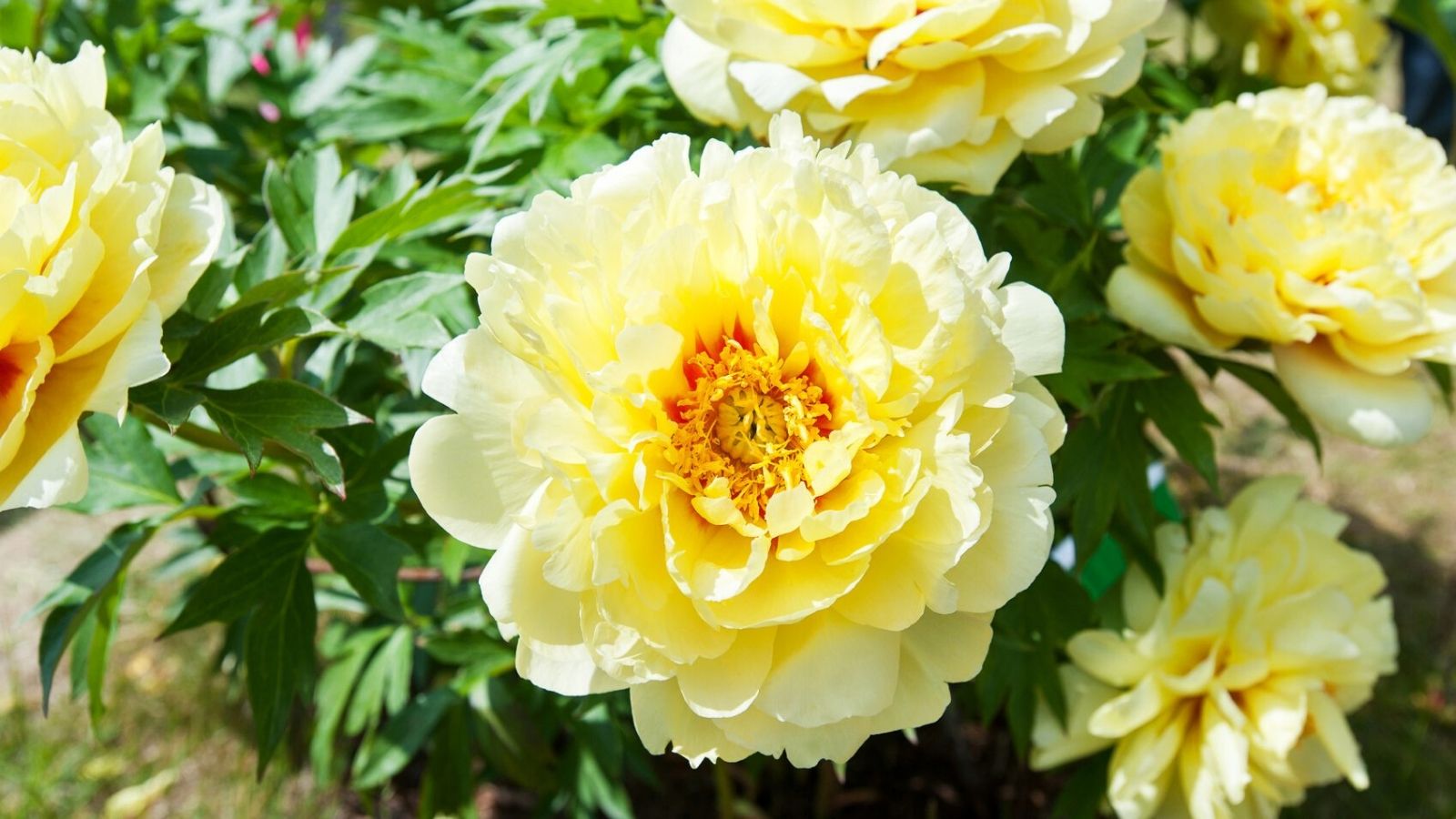 Peony Bartzella