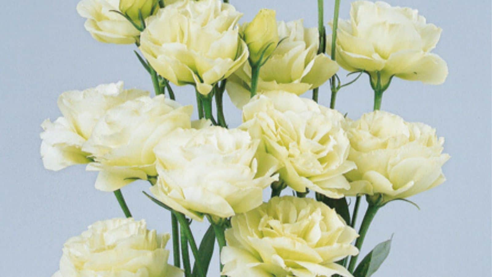 Lisianthus Rosita Yellow