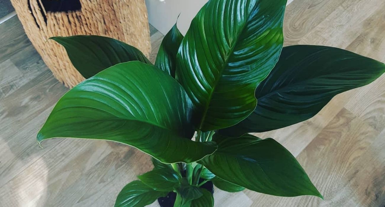 Spathiphyllum Sweet Silvana