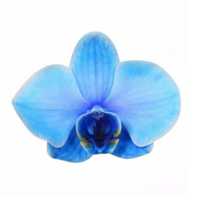 Phalaenopsis Royal Blue | Product Featured on Thursd.com
