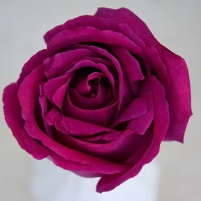 Mayesh Wholesale - Los Angeles Flower Market - Thursd