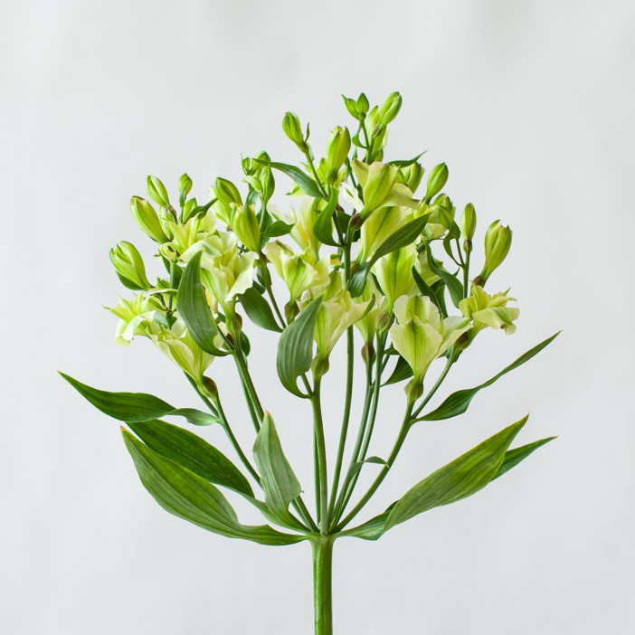 Alstroemeria Prestige - Product on Thursd