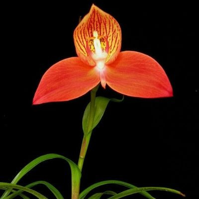 Disa Uniflora | Product Featured on Thursd.com