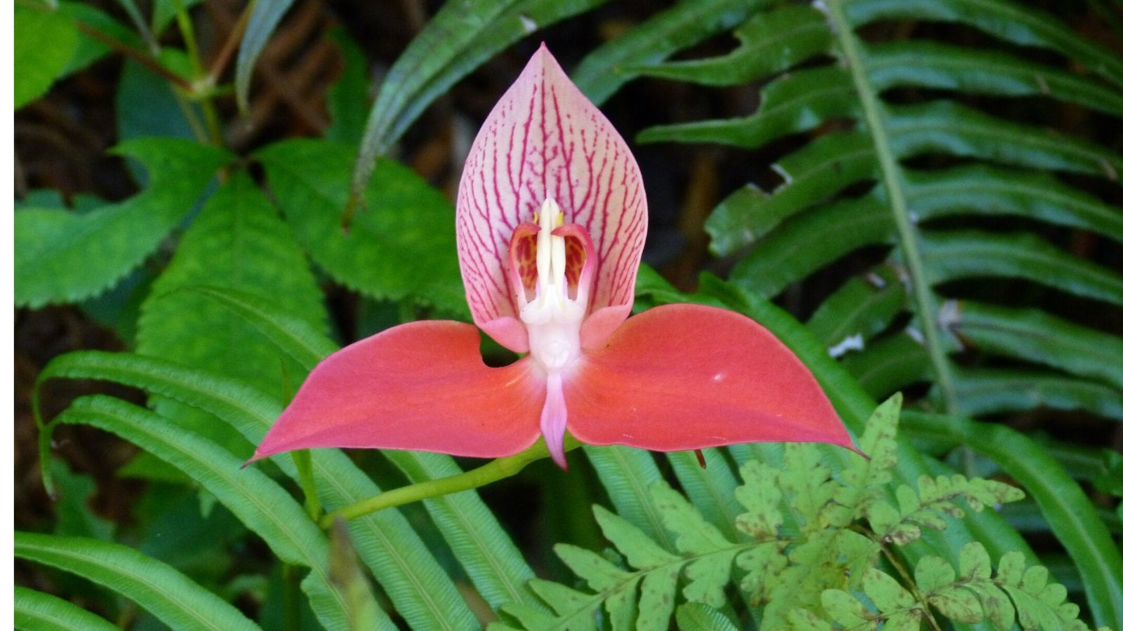 Disa Uniflora | Product Featured on Thursd.com