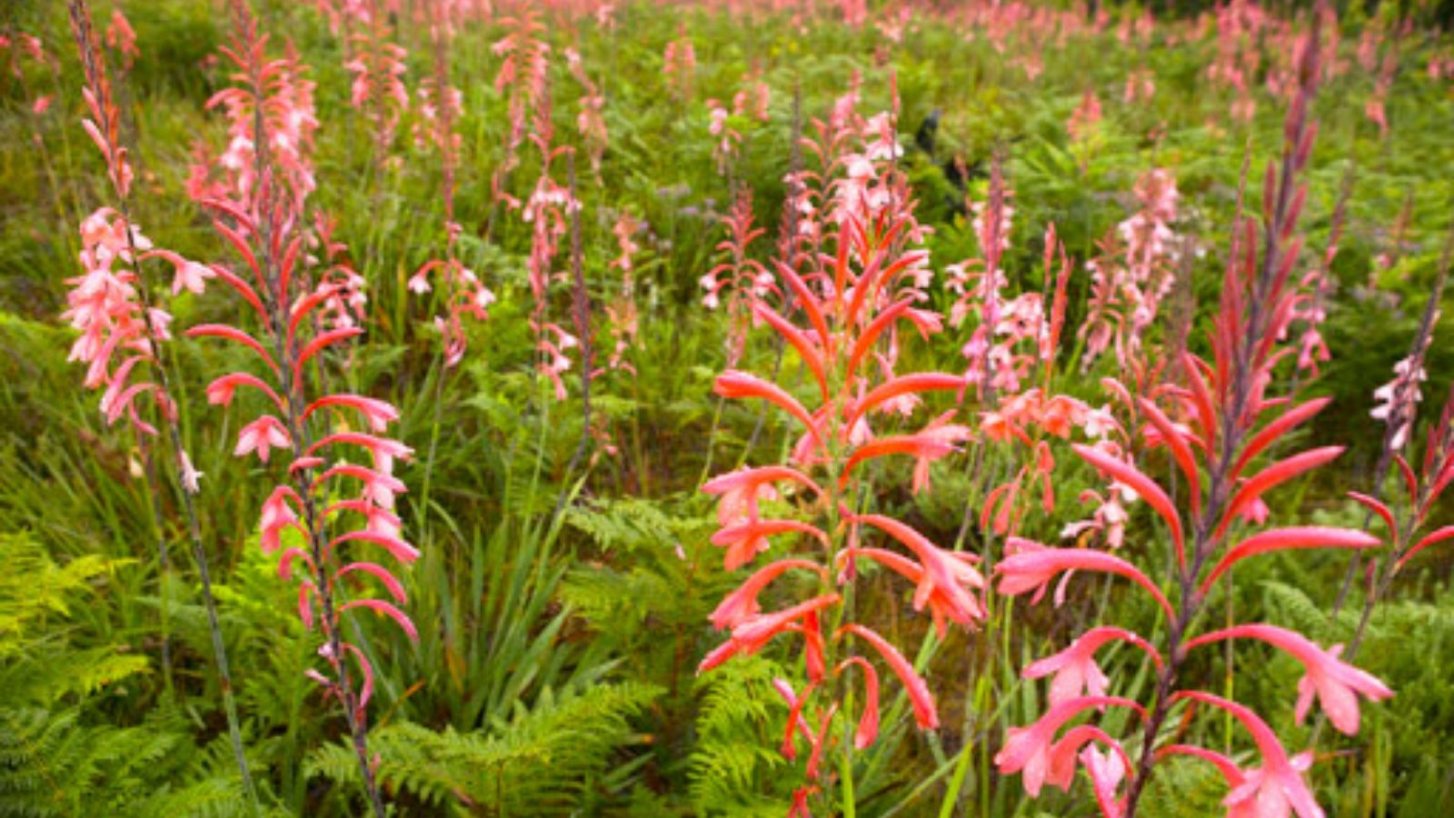 Watsonia Transvaalensis | Product Featured on Thursd.com