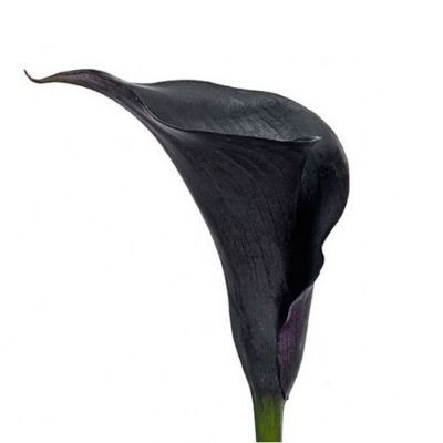 Calla Odessa - Thursd