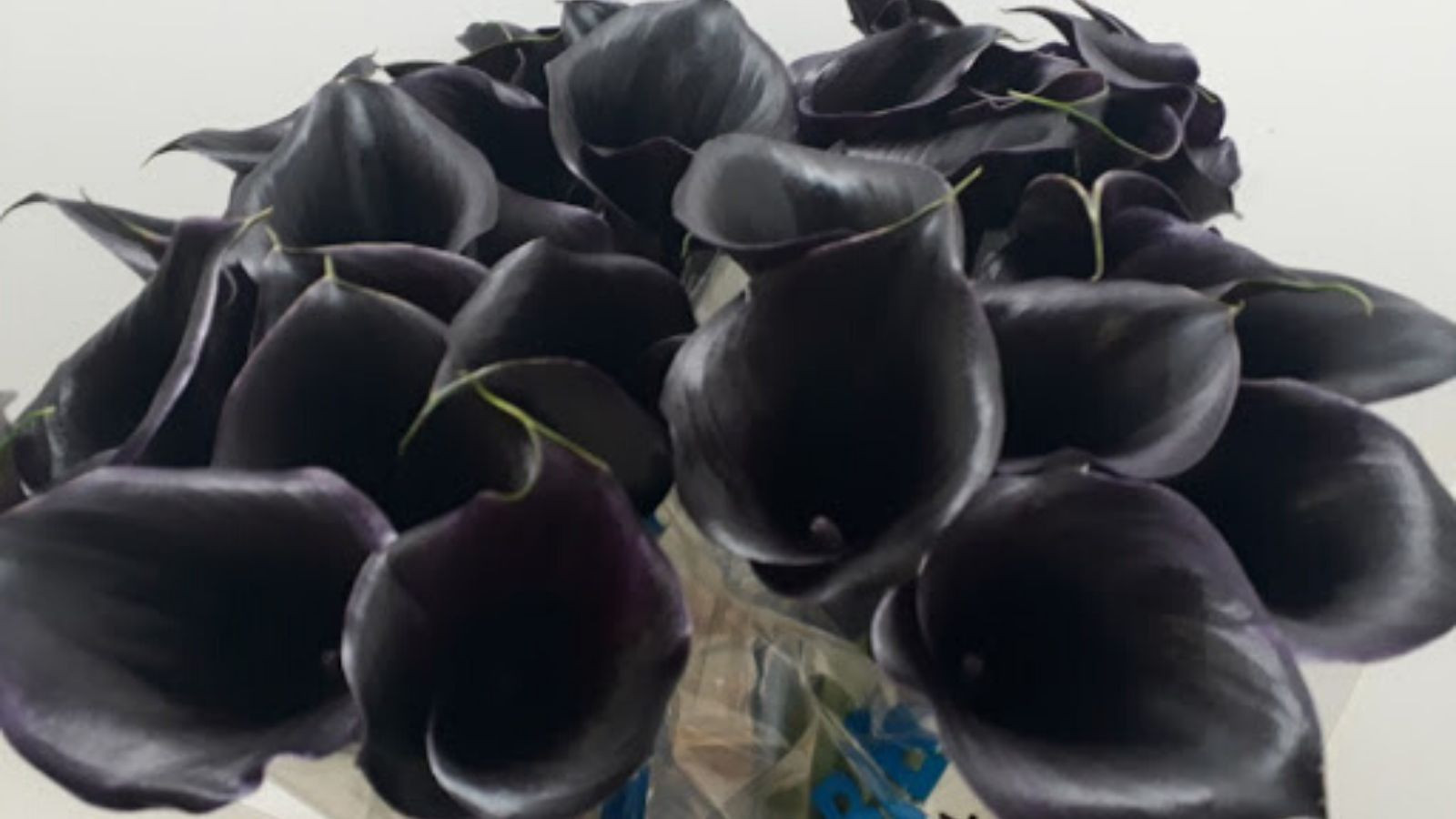 Calla Captain Beretta