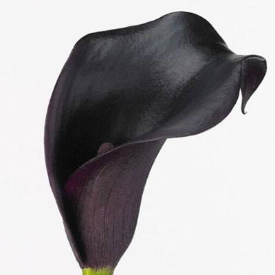 Calla Odessa - Thursd