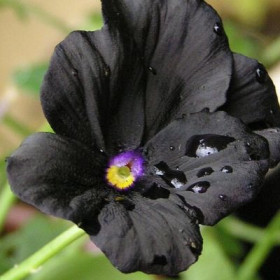 Viola Cornuta Molly Sanderson | Product Featured on Thursd.com