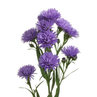 Aster Dark Milka