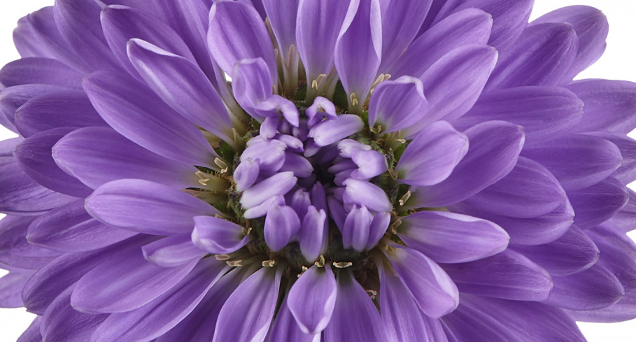 Aster Showmakers® Blue Bayou - Product on Thursd