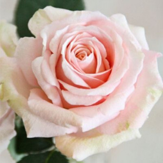 Spray Rose Lady of the Dawn - Thursd