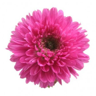 Aster Flash | Product Featured on Thursd.com