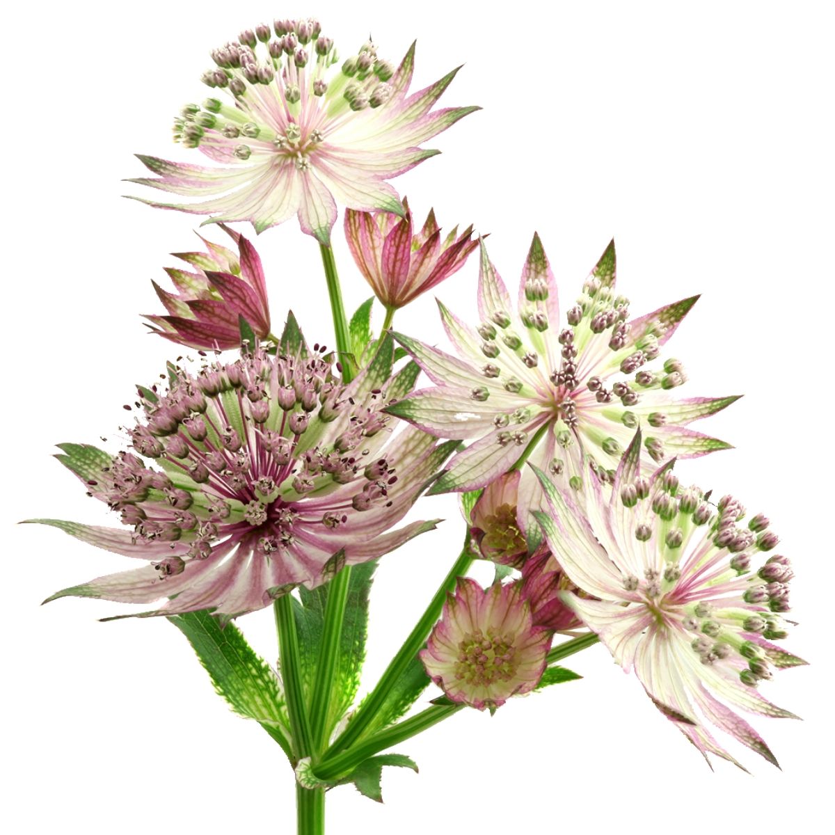 Astrantia Star® of Africa
