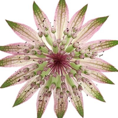 Astrantia Star® of Africa