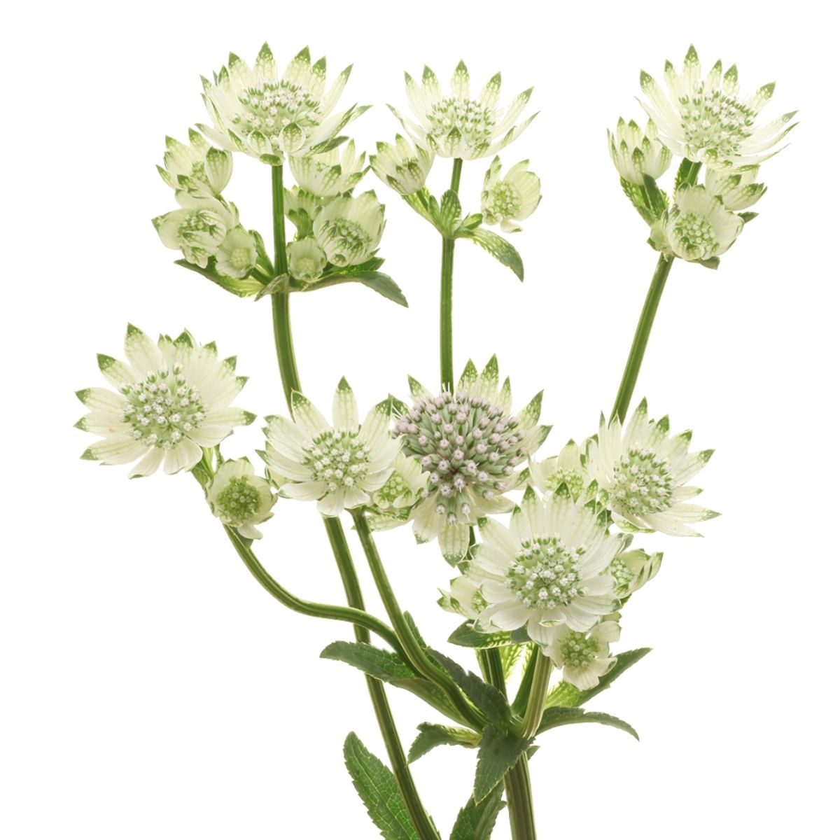 Astrantia Billion Star®