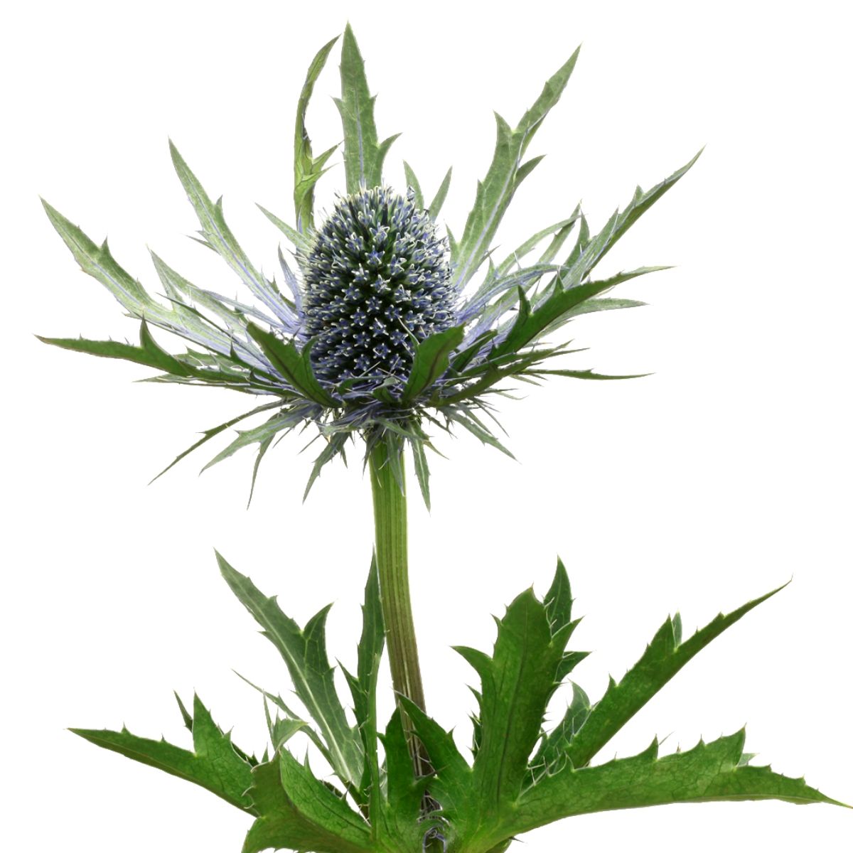Eryngium Orion Questar®