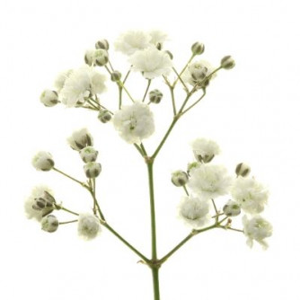 Gypsophila Mirabella - Product onThursd