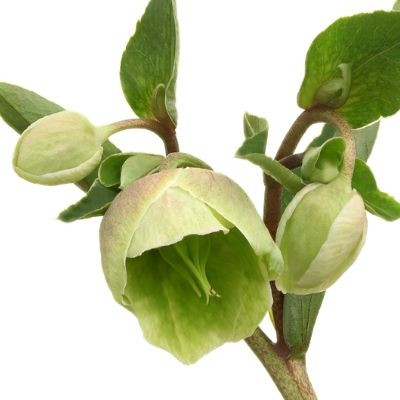 Helleborus Magnificent Bells® | Product Featured on Thursd.com