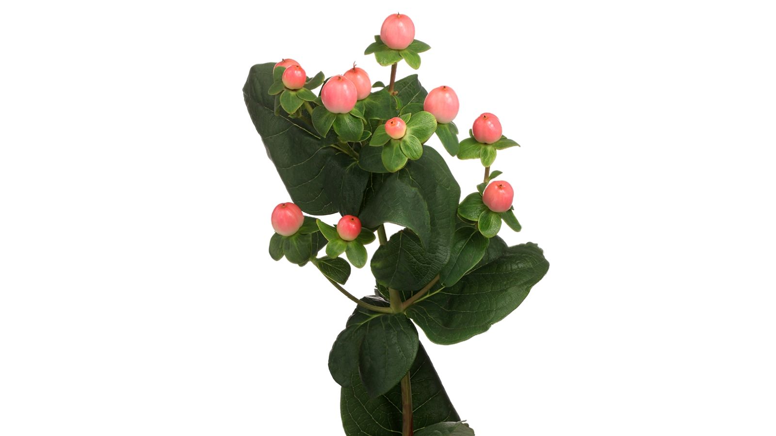 Hypericum Magical Pink Giant | Product Featured on Thursd.com