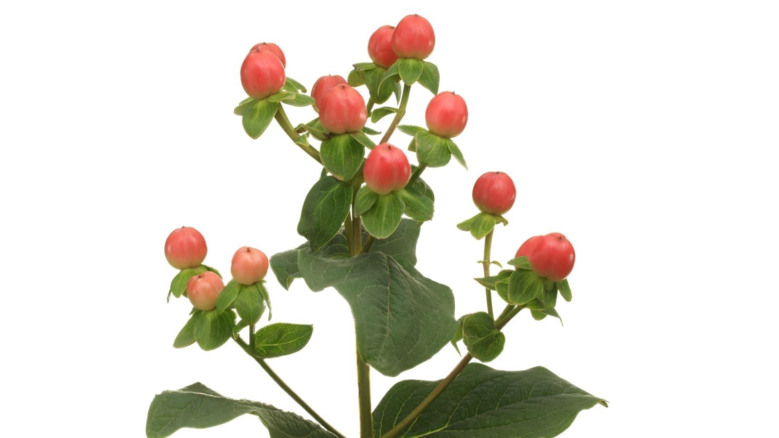 Hypericum Tomato Flair®