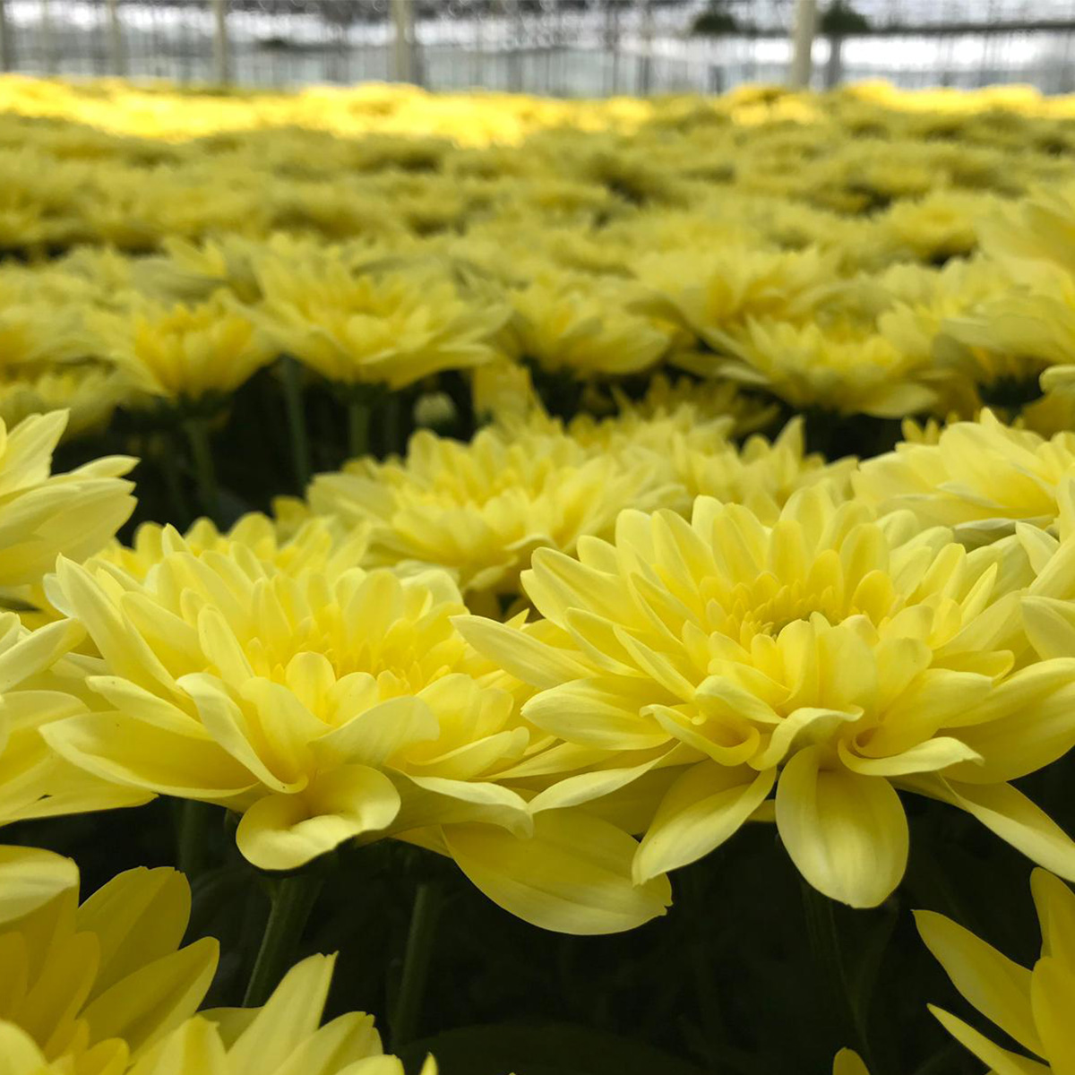 Chrysanthemum Baltica Yellow - Thursd
