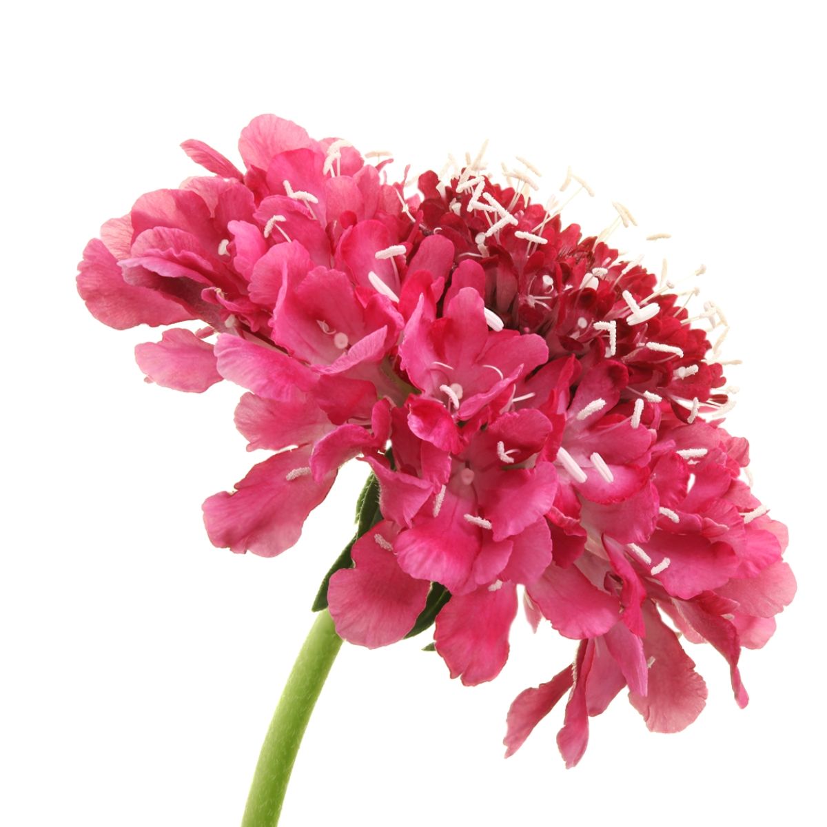 Scabiosa Raspberry Scoop® | Product Featured on Thursd.com