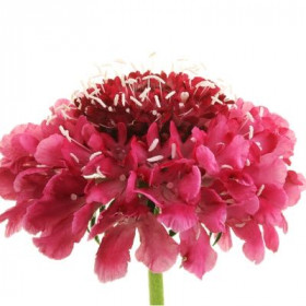 Scabiosa Raspberry Scoop® | Product Featured on Thursd.com