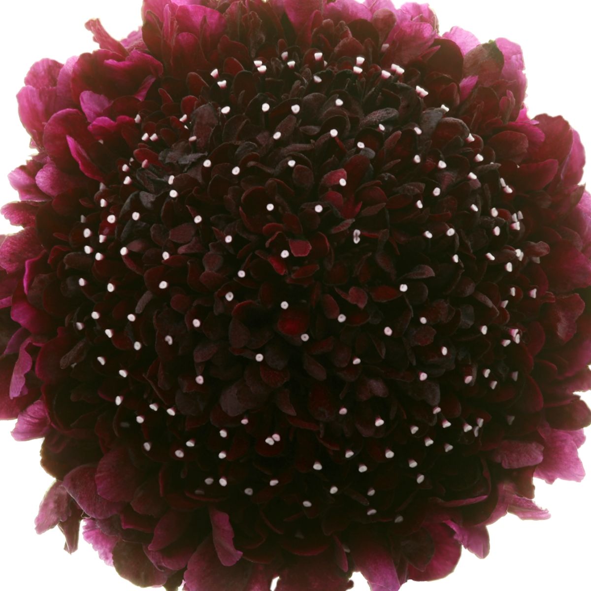 Scabiosa Red Velvet Scoop®