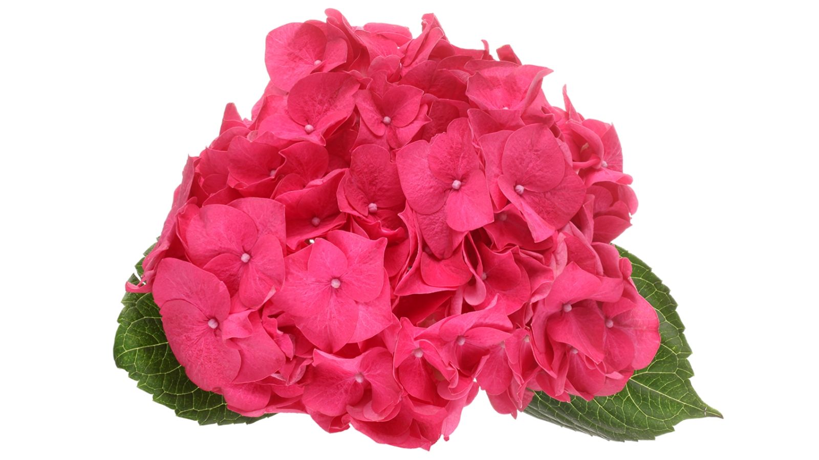 Hydrangea Rodeo Red