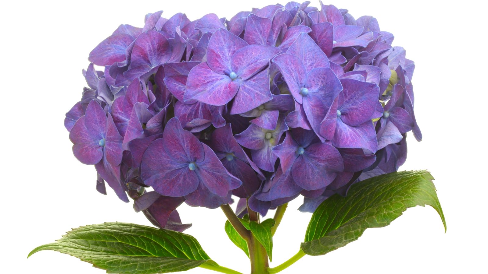 Hydrangea Rodeo Purple