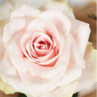 Van den Berg RoseS - Thursd