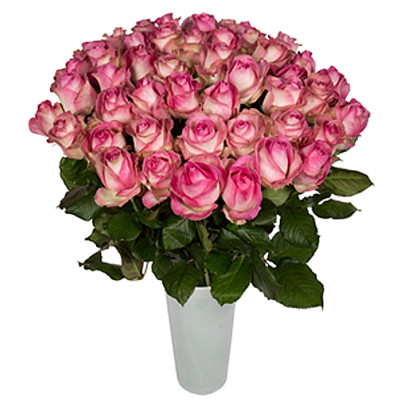 Van den Berg RoseS - Thursd