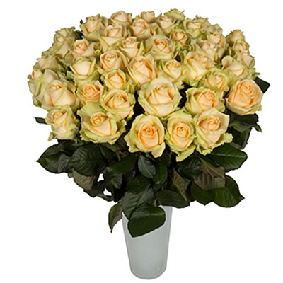 Van den Berg RoseS - Thursd