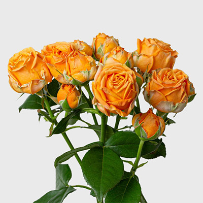 Rose Red Promise - Thursd