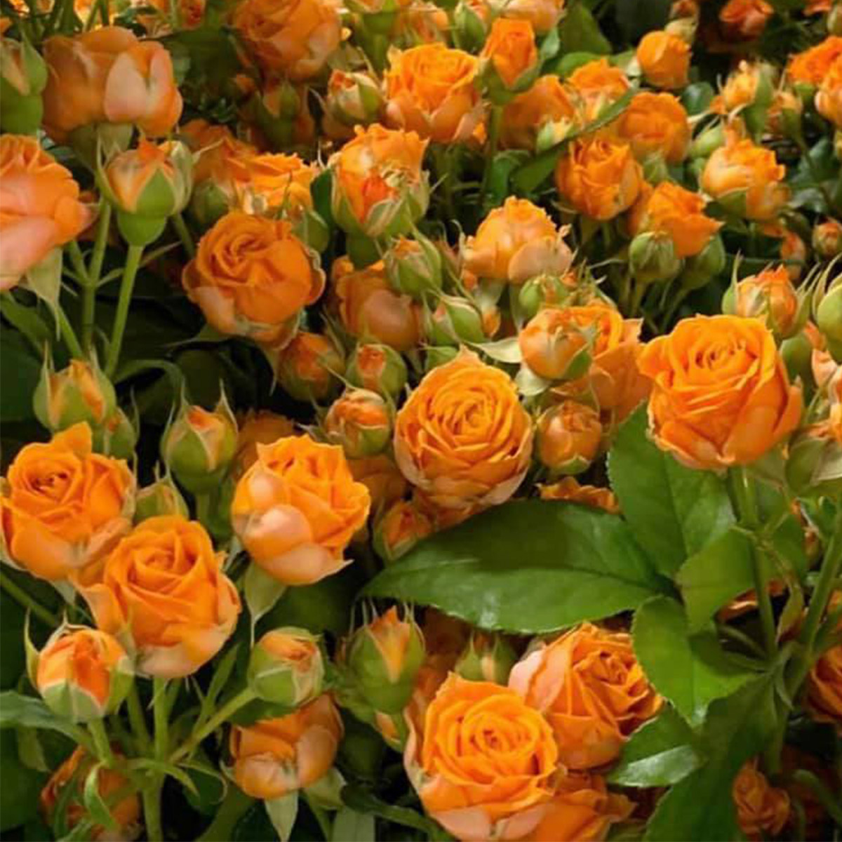Spray Rose Coral Bubbles