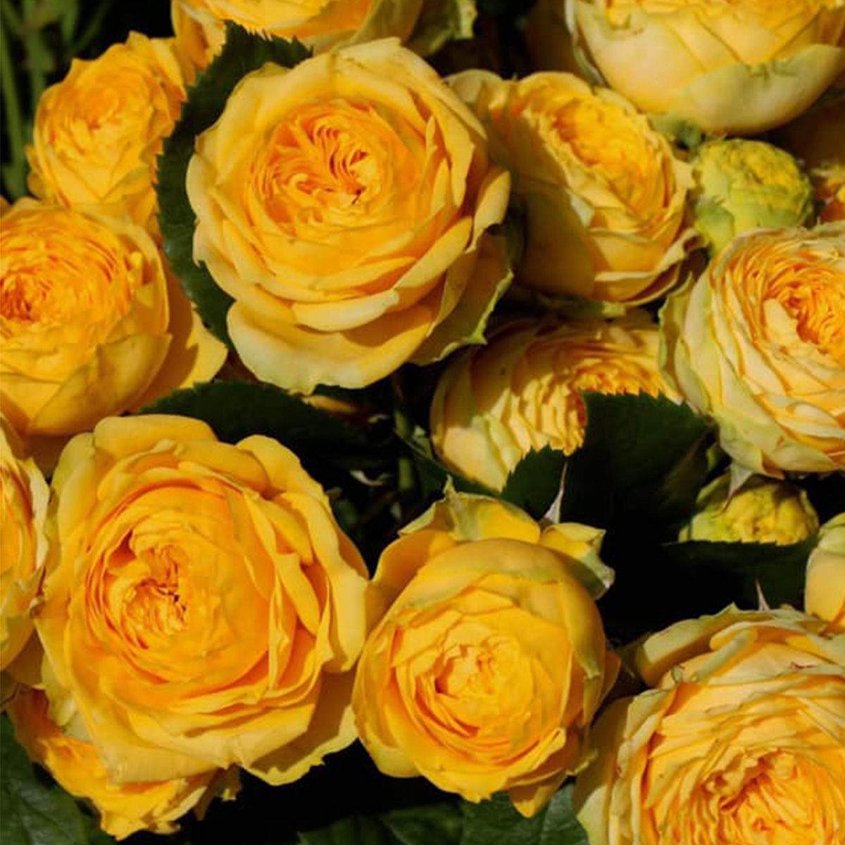 Spray Rose Luna Trendsetter