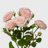 Rose Born Free - Thursd