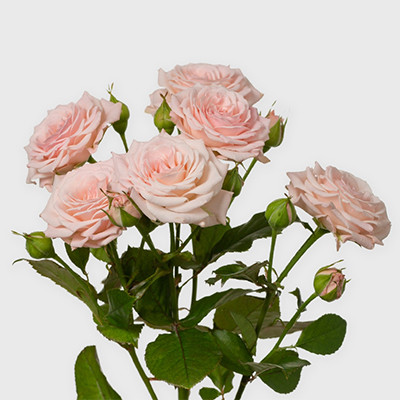 Spray Rose Aerobic