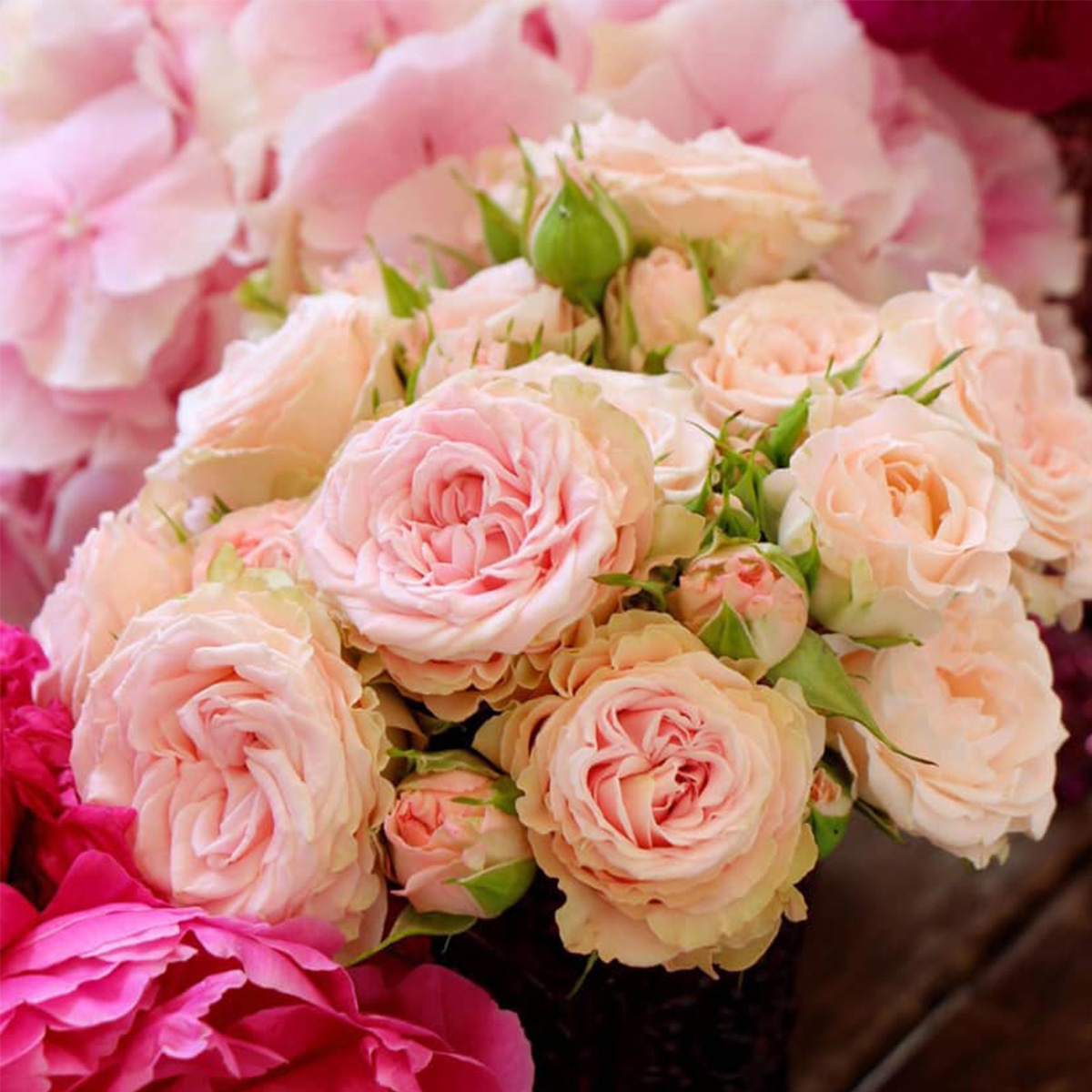 Spray Rose Aerobic