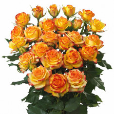 Spray Rose Lady of the Dawn - Thursd