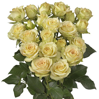 Rose Osiana - Product on Thursd